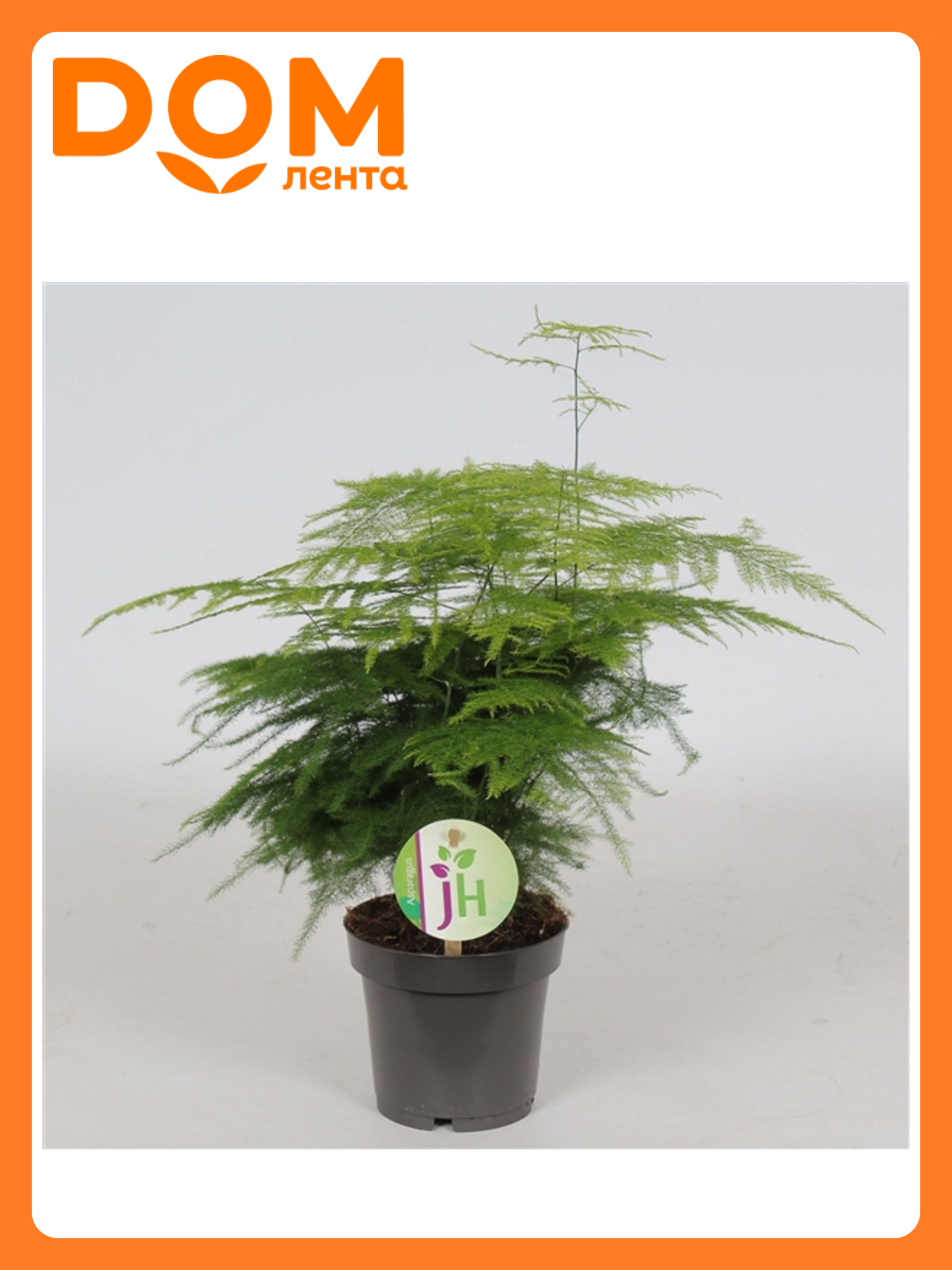 Растение аспарагус плюмозус, декоративно-лиственное, высота 24 см, диаметр горшка 12 см