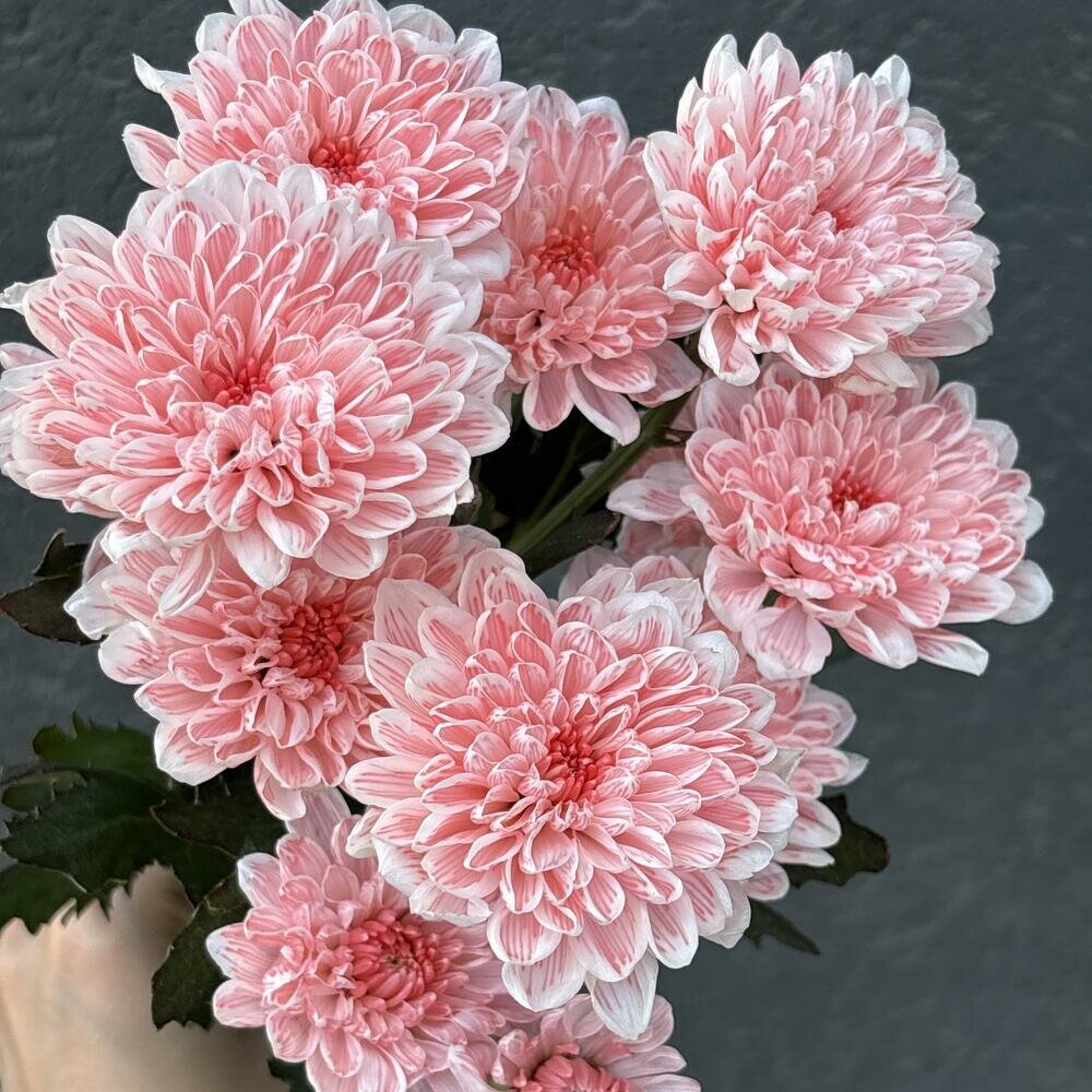 Хризантема "Цветочный на Пресне", кустовая, 1 стебель, нежно-розовый цвет