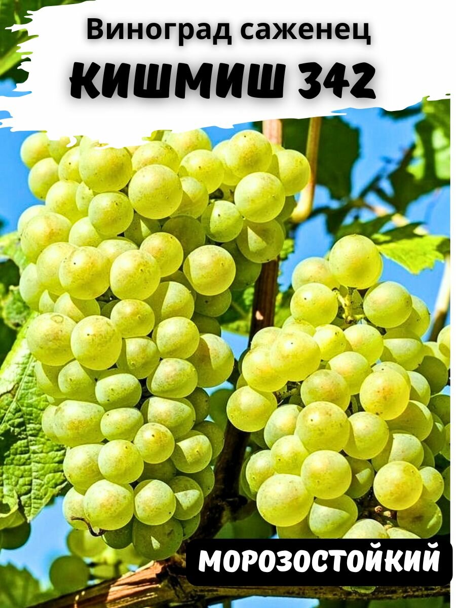 Виноград саженец морозостойкий Кишмиш 342