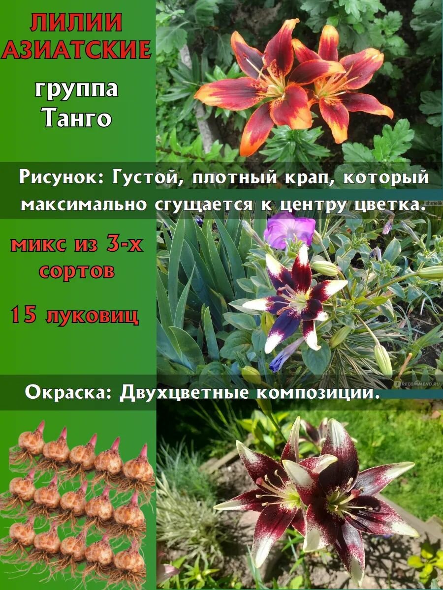 Лилии азиатские, группа Танго, 3 сорта по 5 шт.