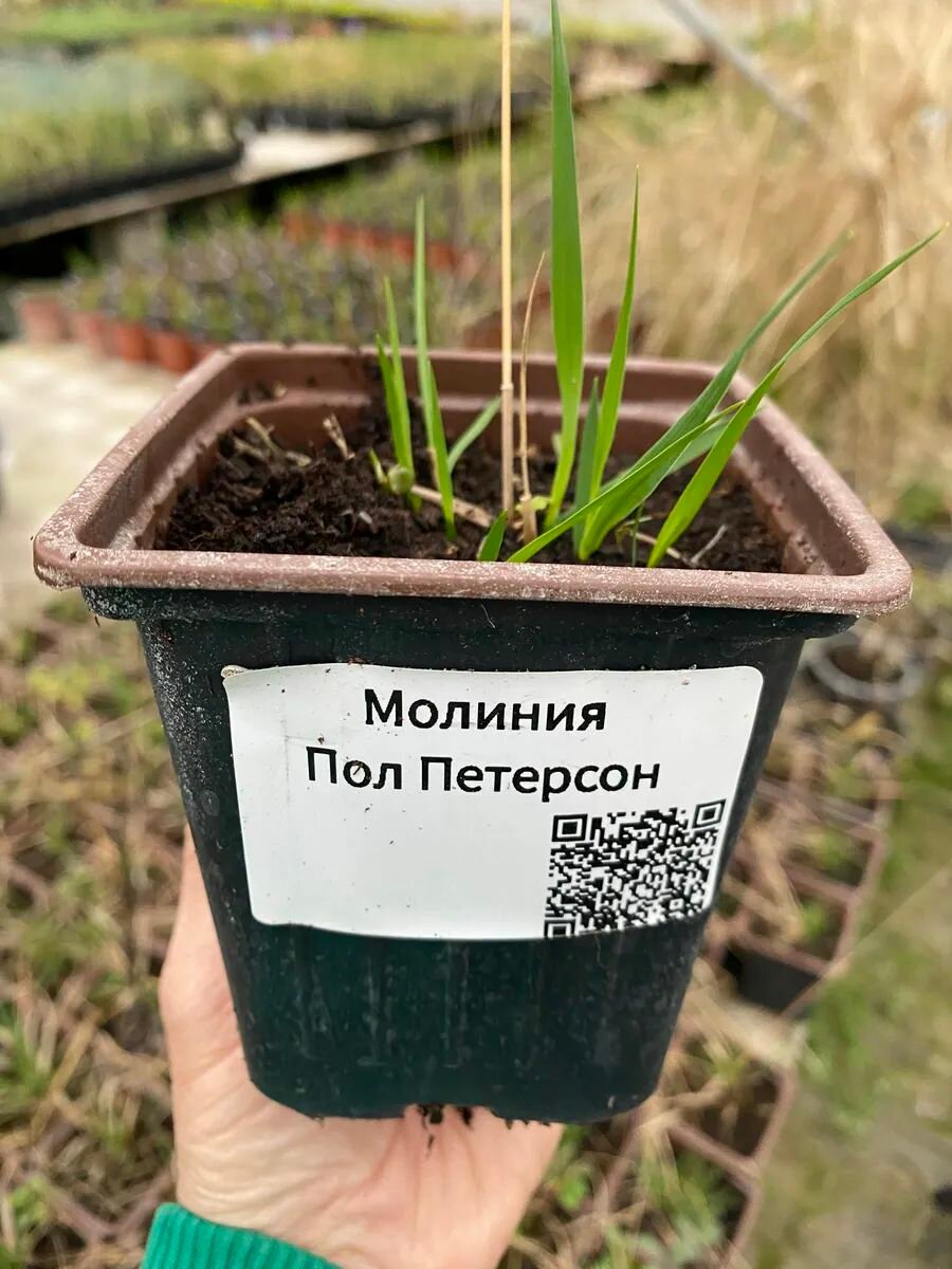 Молиния Пол Петерсон