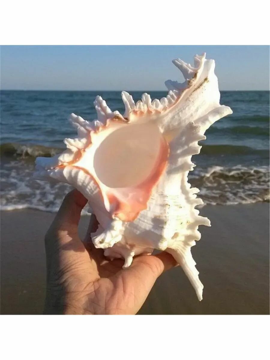 Ракушка морская Мурекс ветвистый