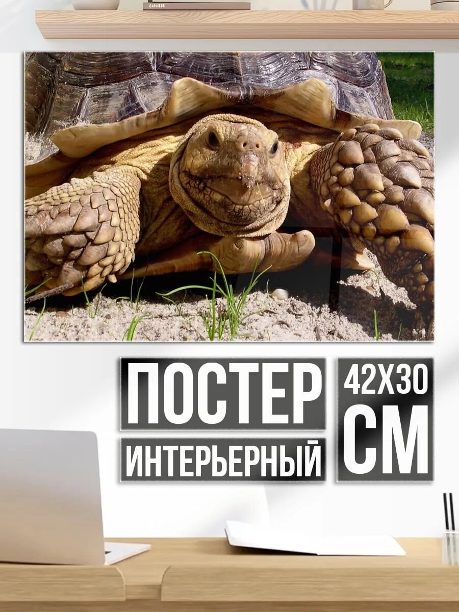 Плакат постер Черепаха на траве