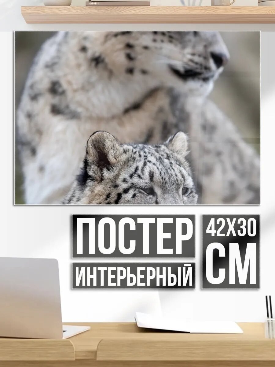 Плакат постер Снежные барсы