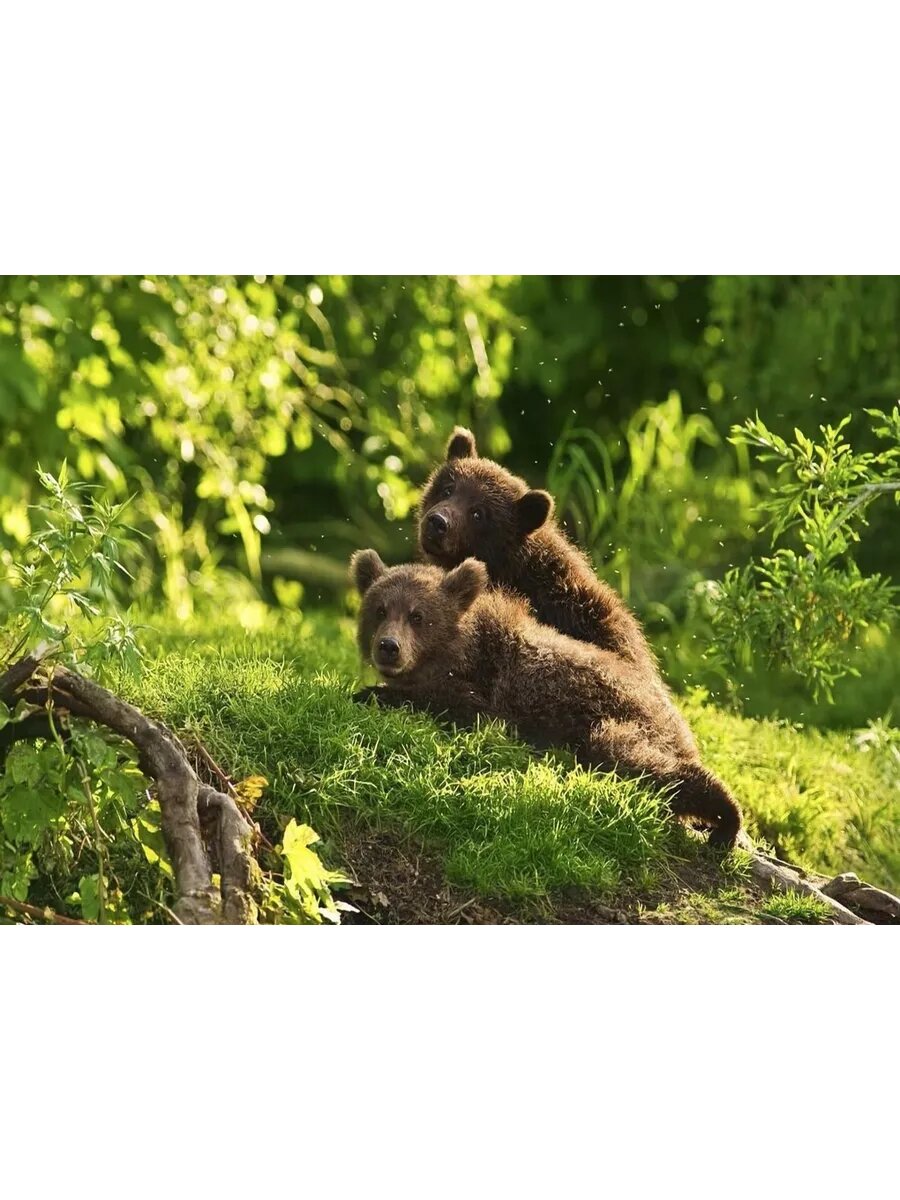 Плакат "Медвежата на полянке в лесу" А4