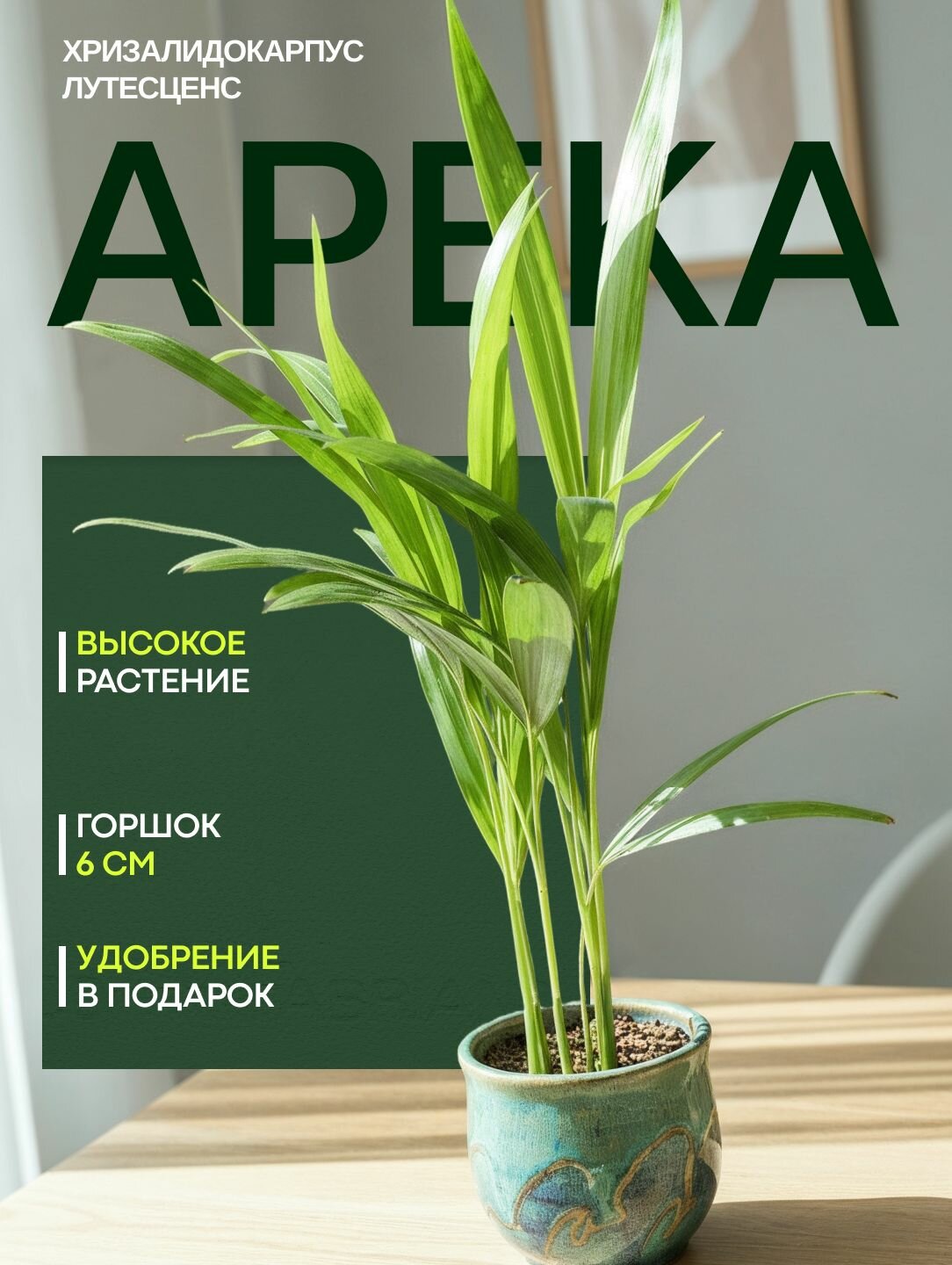 Арека Хризалидокарпус комнатный цветок в горшке живой