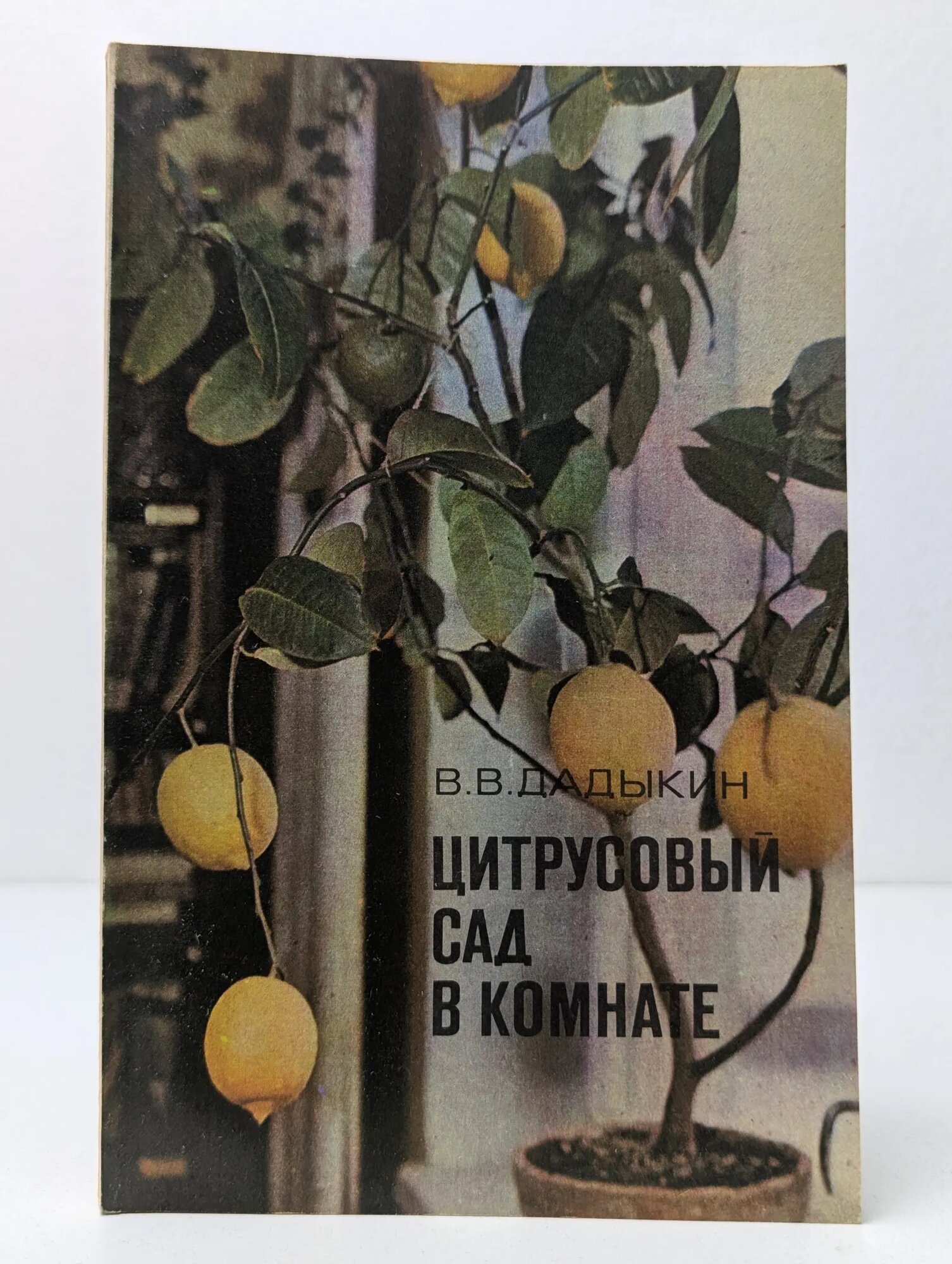 Цитрусовый сад в комнате Дадыкин Венедикт Владимирович 1988