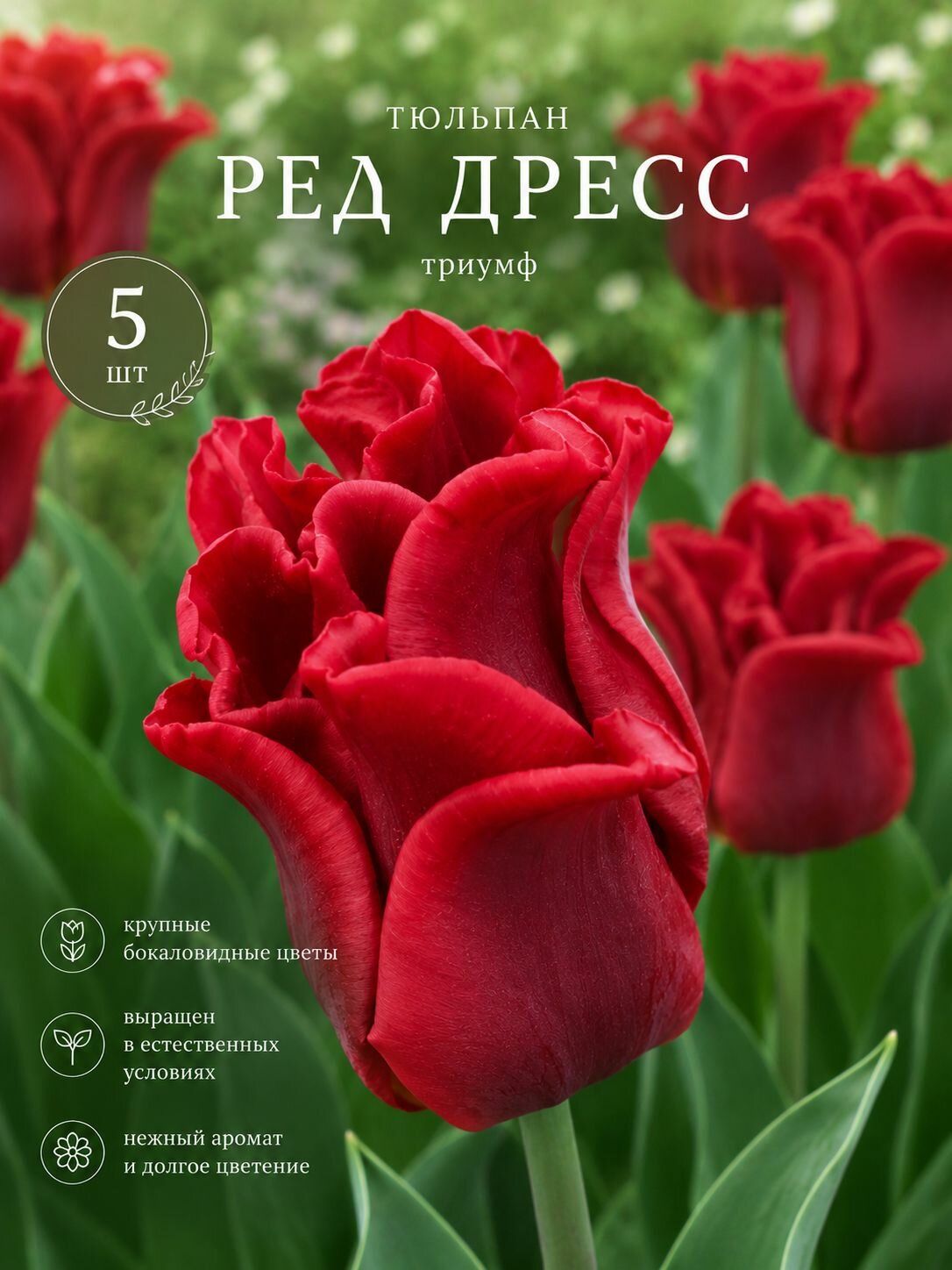 Тюльпаны луковицы многолетние сорта "Ред Дресс" 5 шт в упаковке