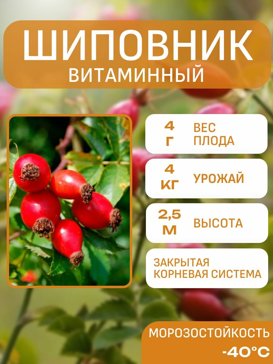 Шиповник сорта "Витаминный" , (1 шт), высокой морозостойкости