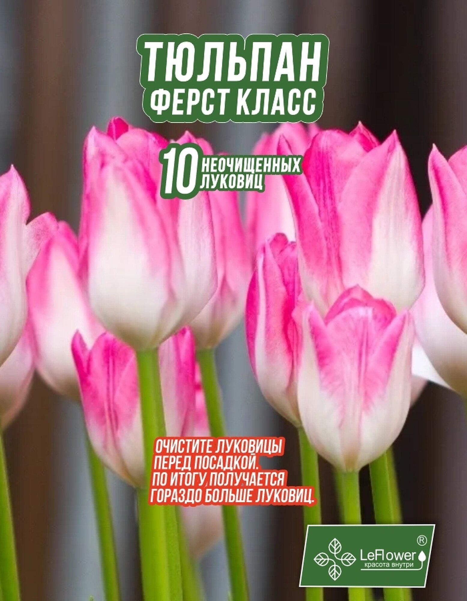 Тюльпан LeFlower "Ферст Класс", многолетние, высота 40-60см, 10шт
