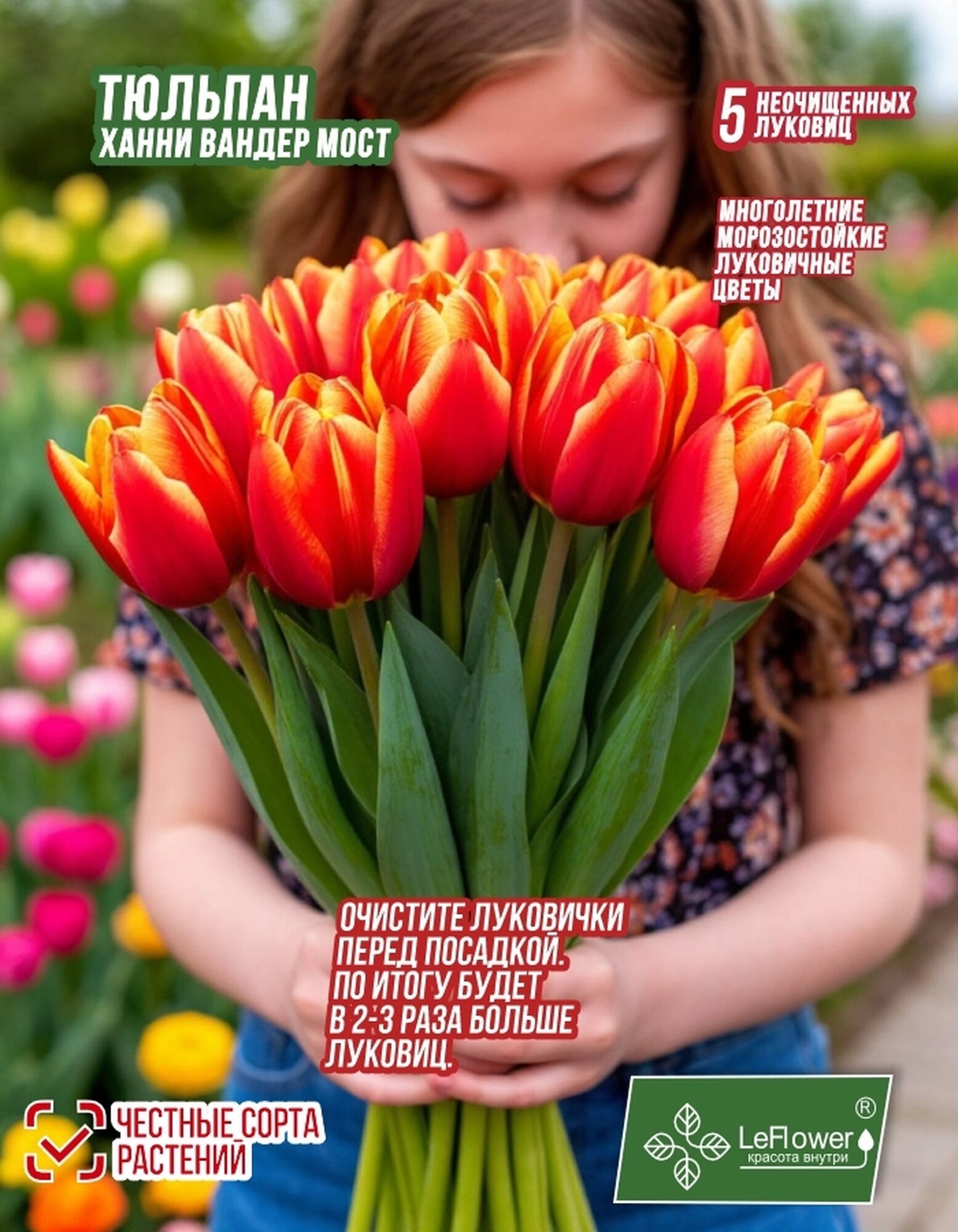 Тюльпан LeFlower Хенни Ван Дер Мост, луковицы, многолетние, 5 шт