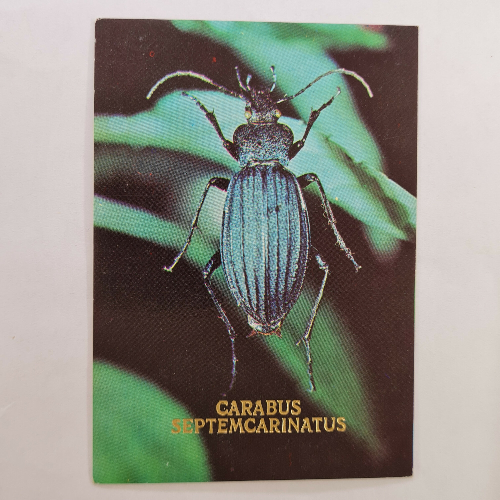 Карманный календарик СССР 1991. Жук Carabus septemcarinatus, насекомые. Советский календарь