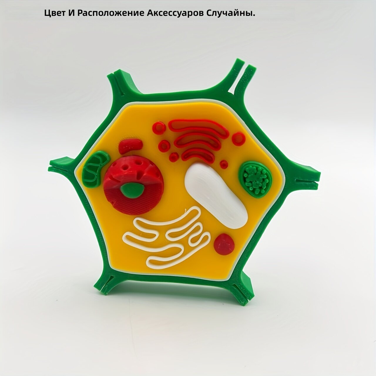 3D-печатная модель анатомии растительной клетки