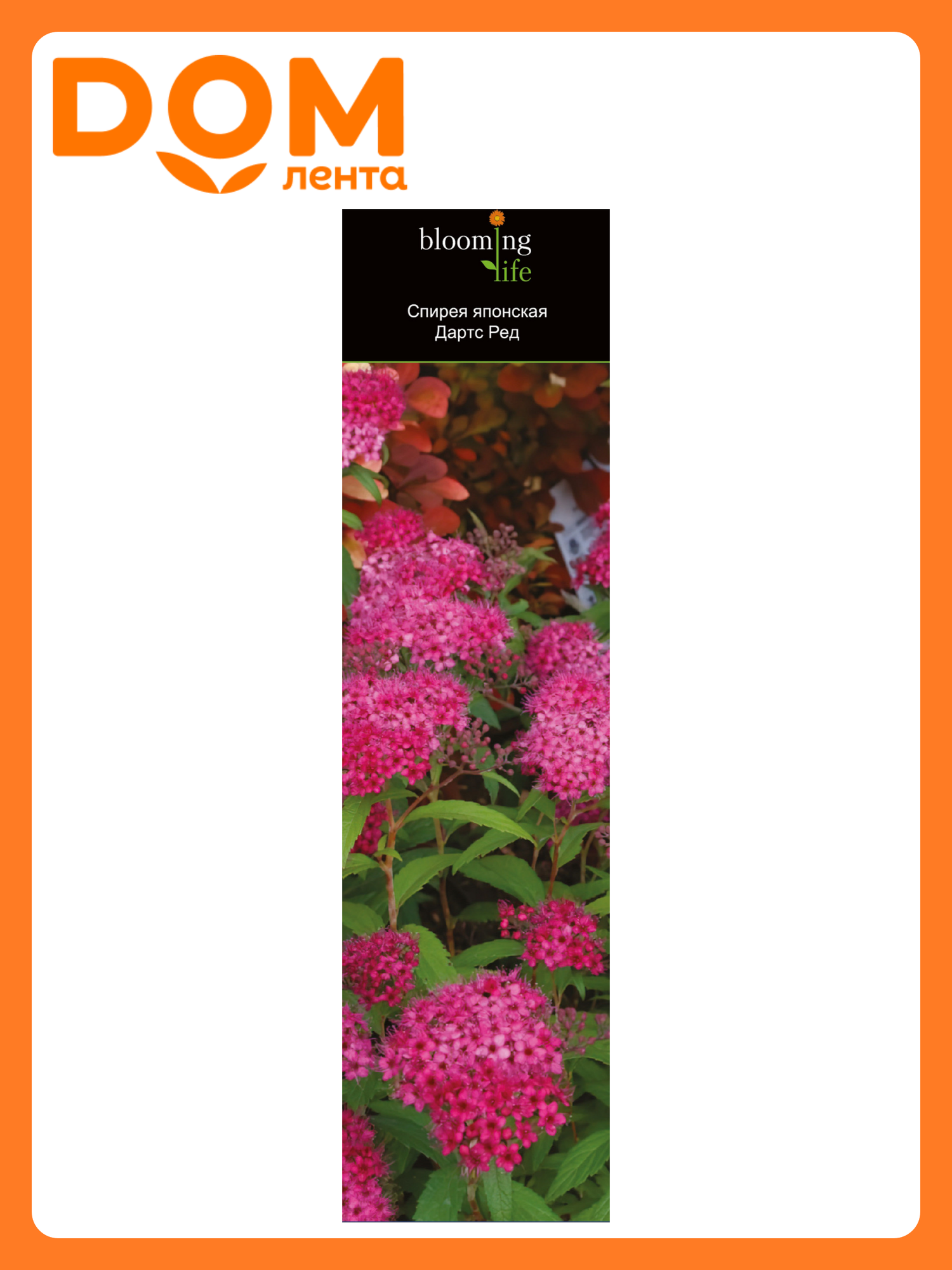 Растение Спирея японская дартс ред 851959 1 шт