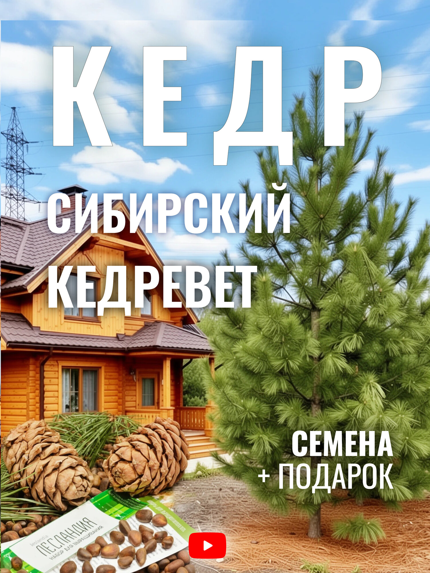 Кедр сибирский Кедревет, Семена, 20 шт, семена хвойных растений