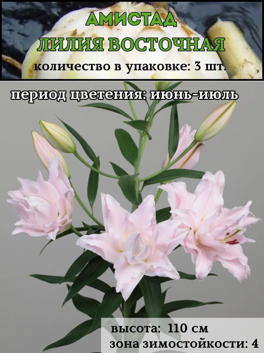 Лилия восточная, луковицы 3 штуки