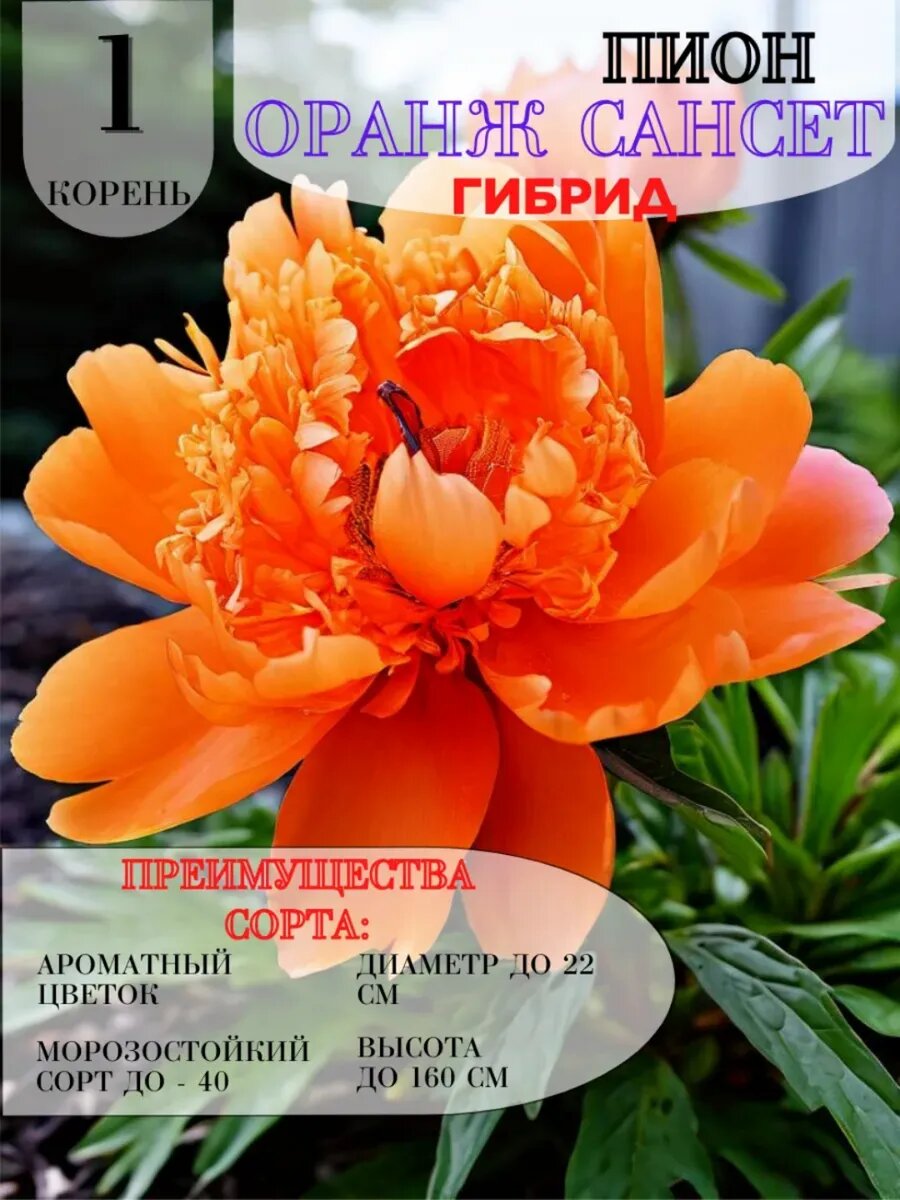 Пион-оранж сансет