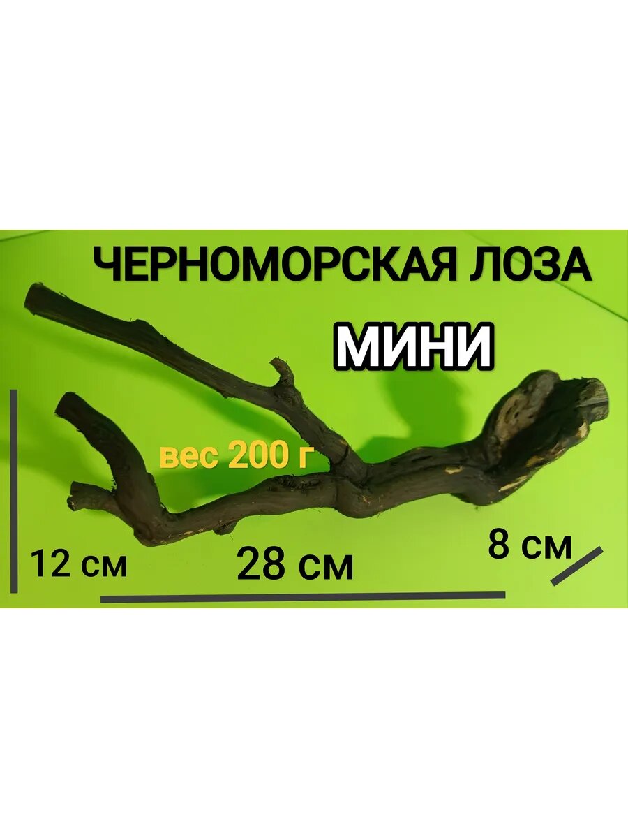 Черноморская виноградная лоза мини для аквариума, террариума