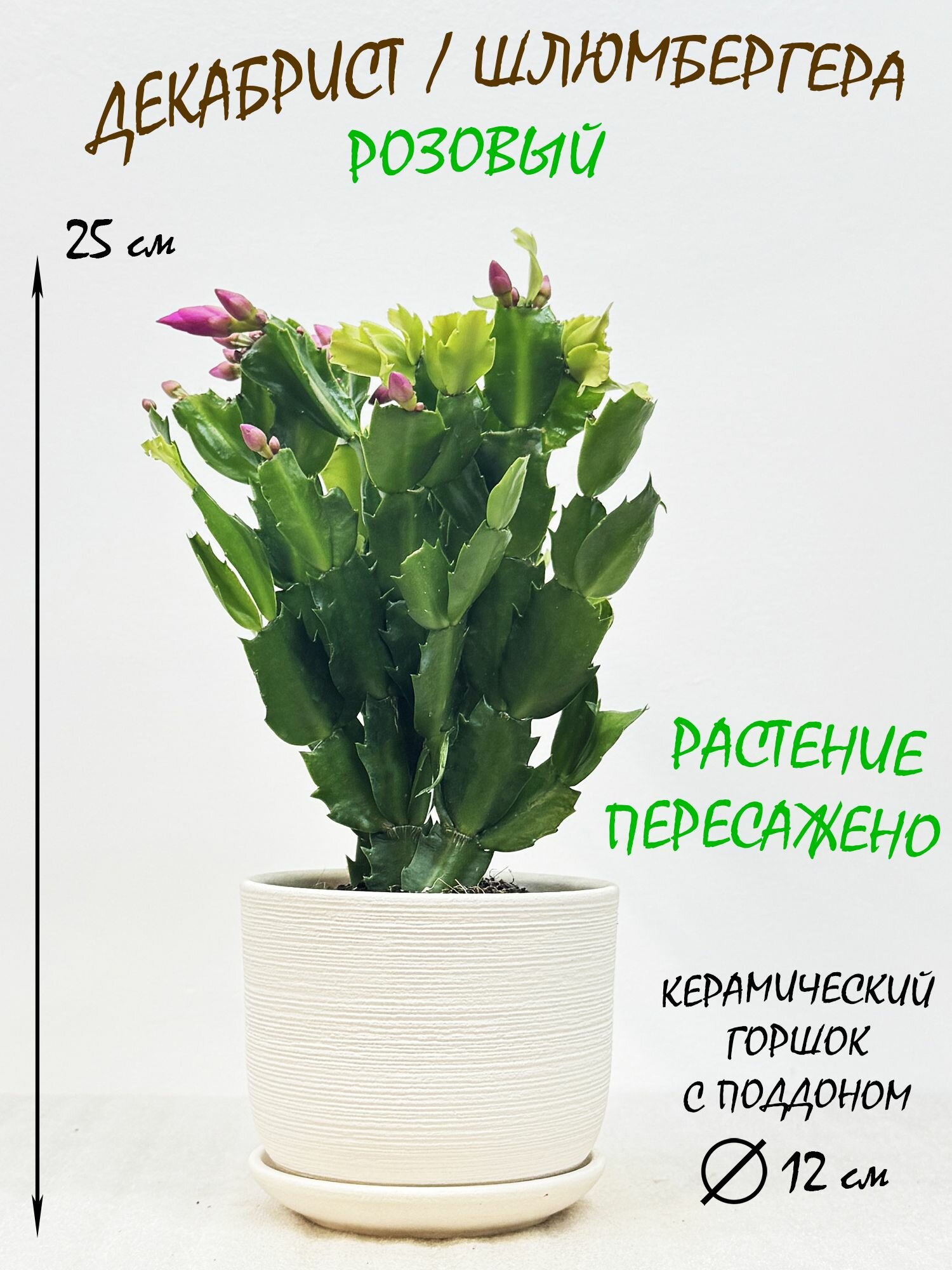 Декабрист/Шлюмбергера розовый в белом керамическом горшке с поддоном, высота 22-25см