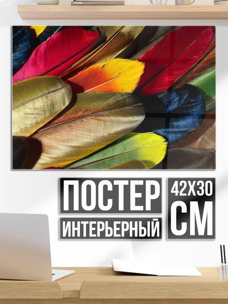 Плакат постер Яркие перья птиц