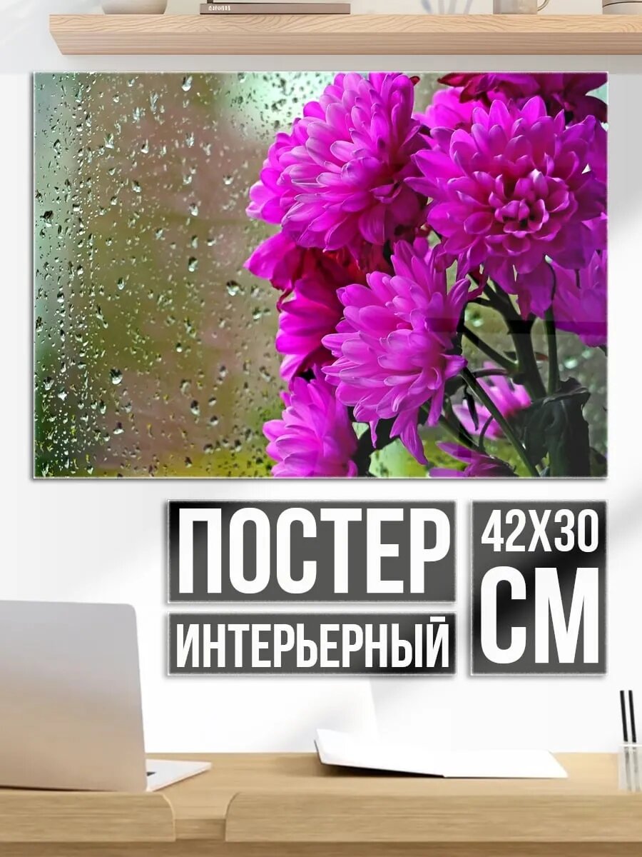 Плакат постер розовые хризантемы в каплях