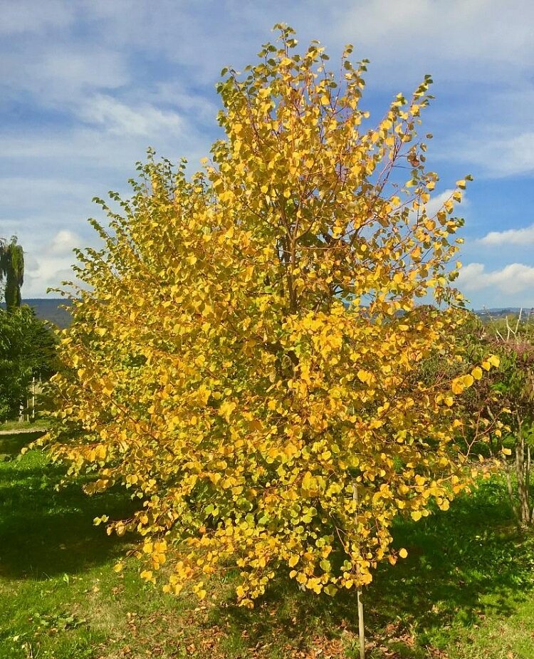 Липа мелколистная Винтер Оранж (Winter Orange), штамб 200, обхват 16-18, C90