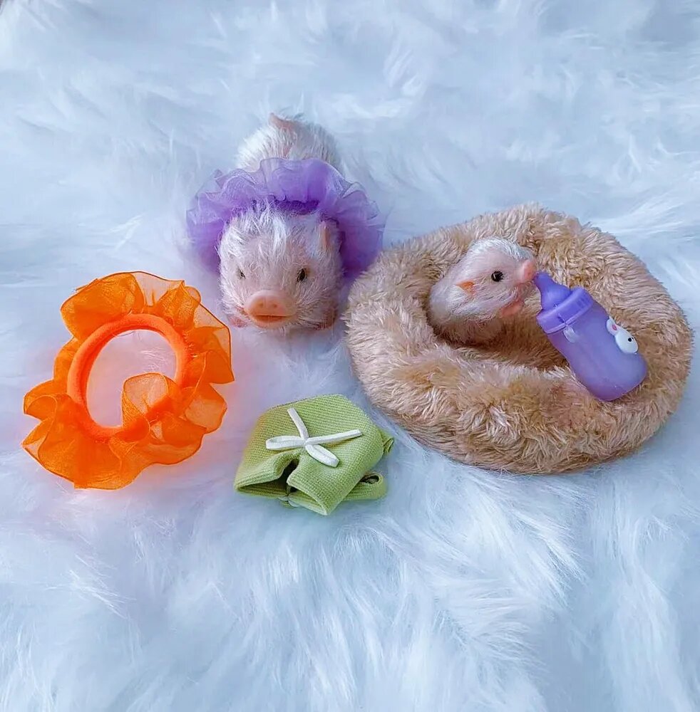 Силиконовая свинка реборн Plushie с расширенной комплектацией / Реборн животное с аксессуарами