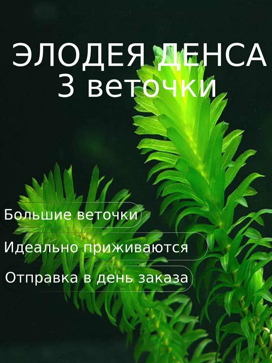 Элодея денса - Elodea densa (3 ветки). Живое аквариумное растение