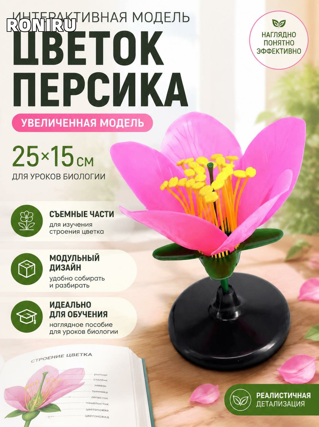 Интерактивная увеличенная модель персикового цветка 25x15 см для уроков биологии — съемные части и модульный дизайн