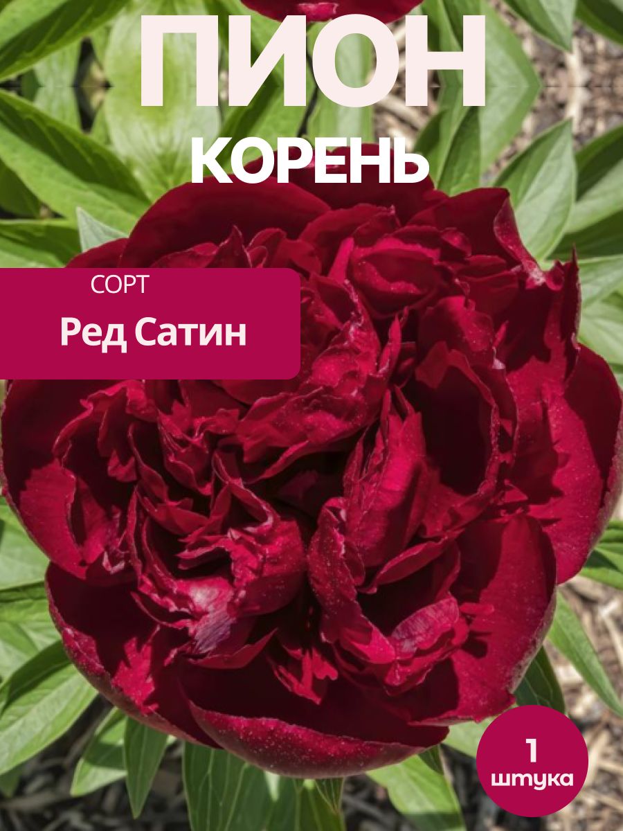 Пион Ред Сатин корень 1 шт