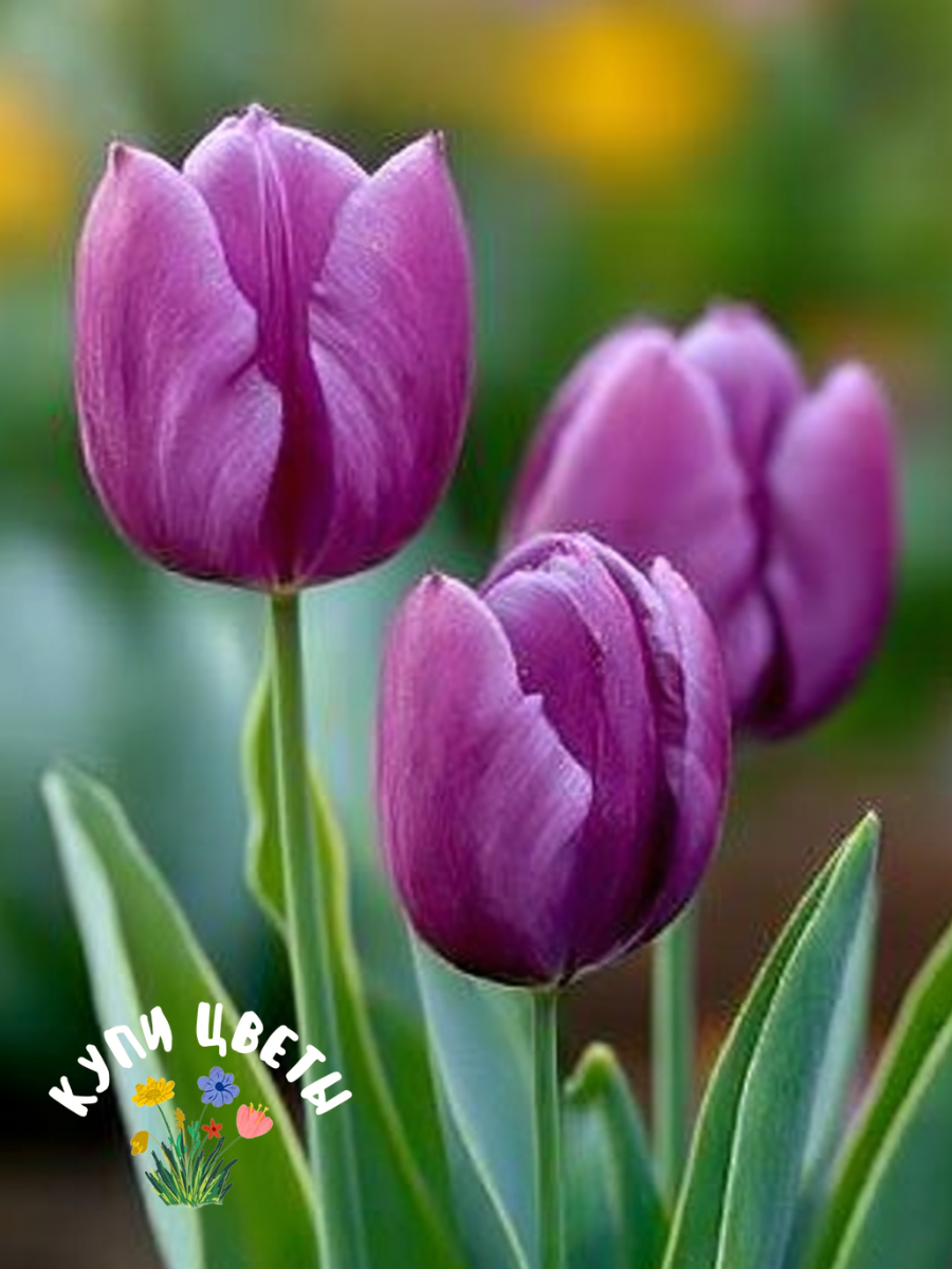 Луковицы цветов, Купи цветы, Тюльпан PURPLE PRINCE (2 луковицы)