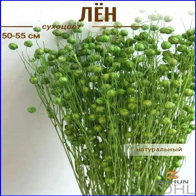 Сухоцветы, 60 см