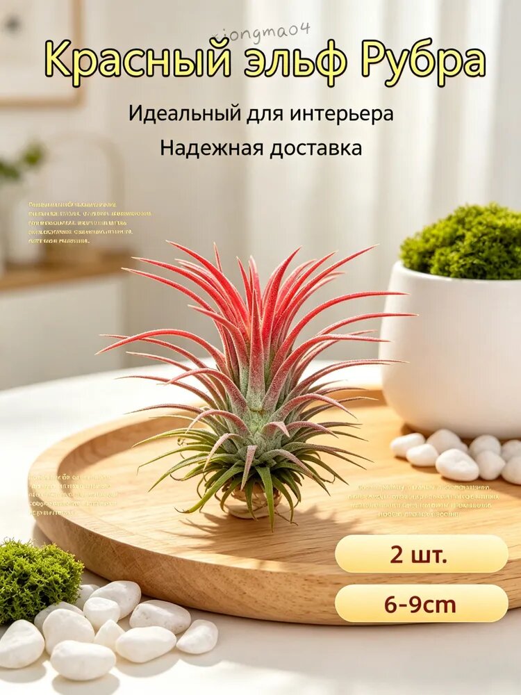 Воздушные тилландсии для дома: неприхотливые растения очищающие воздух