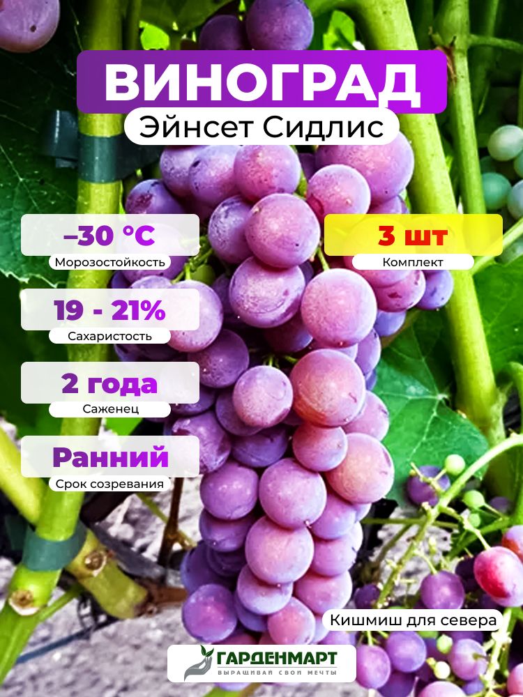 Саженец Виноград Кишмиш для севера Эйнсет Сидлис, комплект 3 шт.