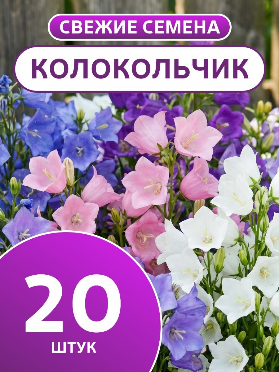 Колокольчик семена для выращивания 20 шт