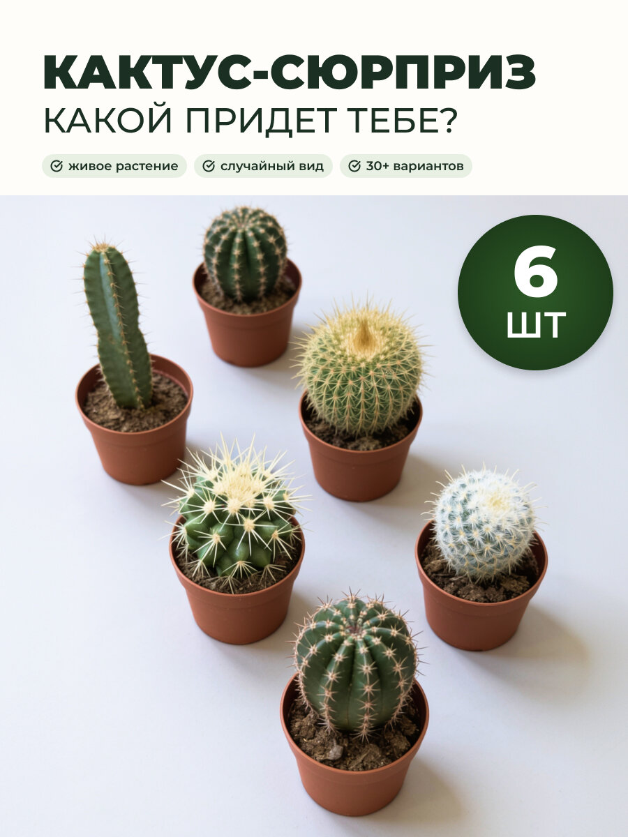 Кактус случайный вид, неприхотливое многолетнее растение, комплект 6 шт.