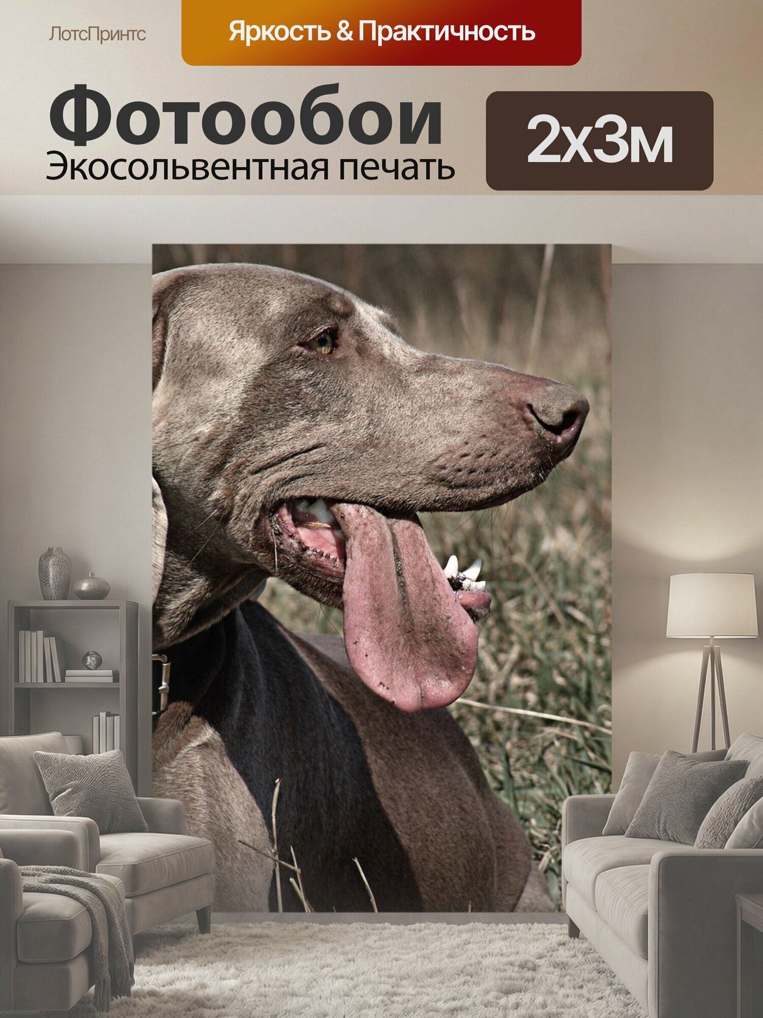 Фотообои "Веймаранер, охотничья собака, собака" 200x300 см. экосольвентная печать