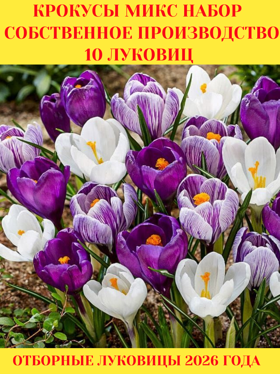 Крокусы микс набор 10 шт