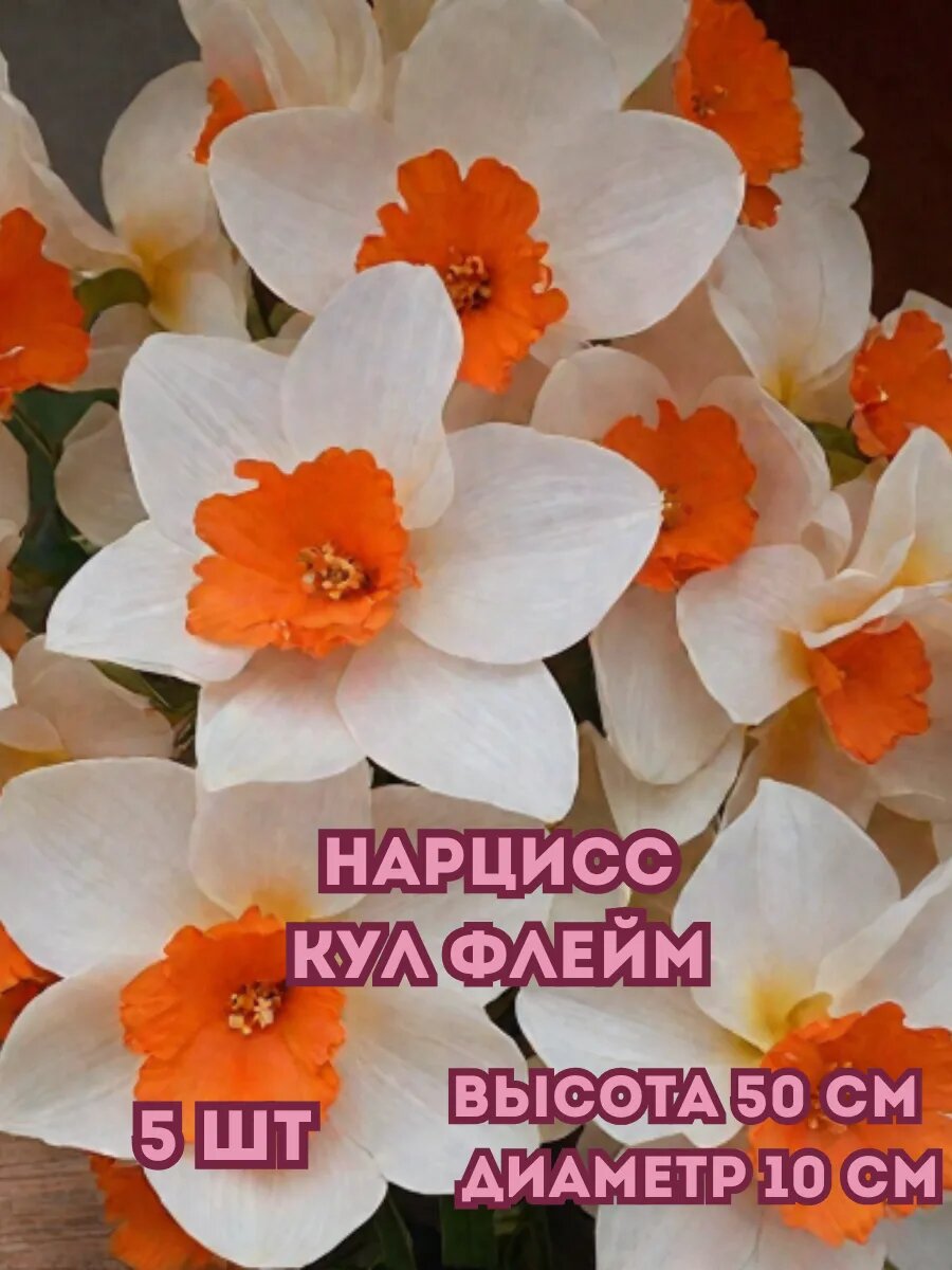 Луковицы нарциссов махровых