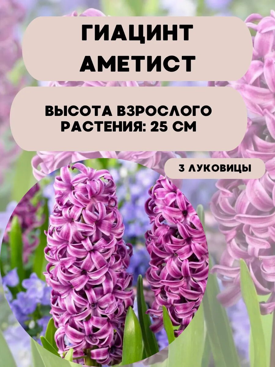 Гиацинт многолетний луковицы растений