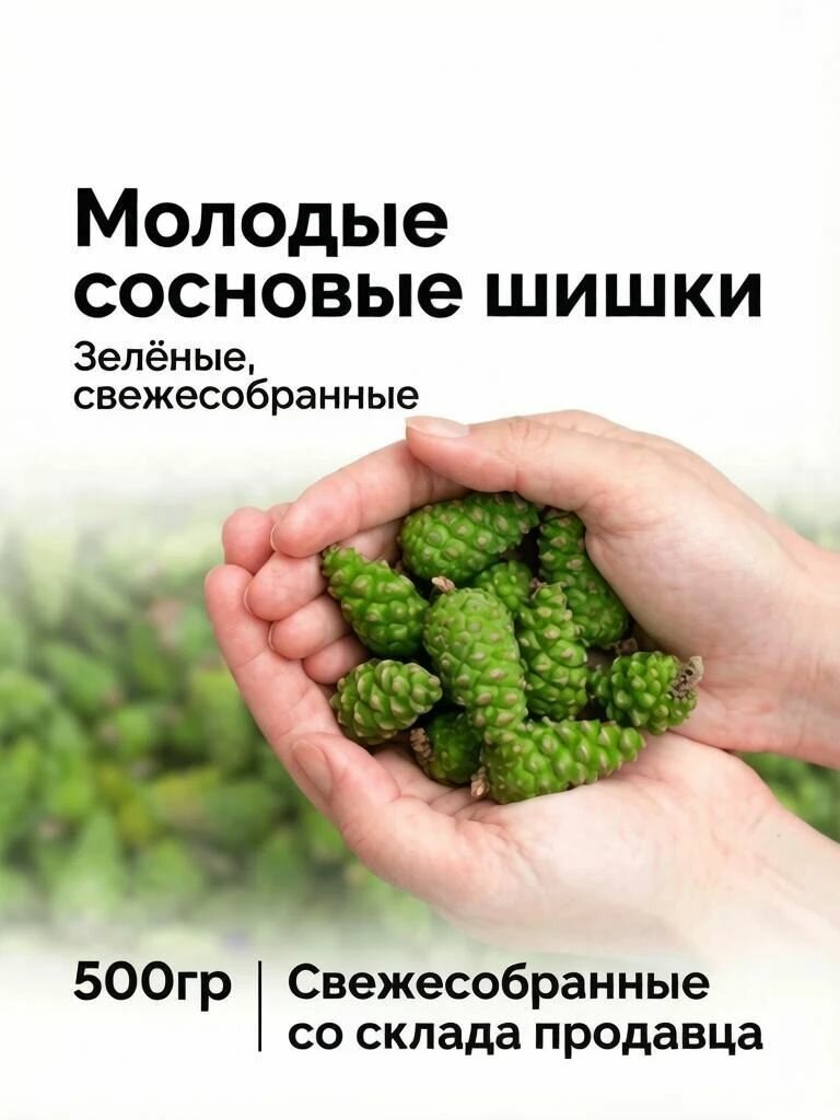 Молодые сосновые шишки зеленые 500 гр