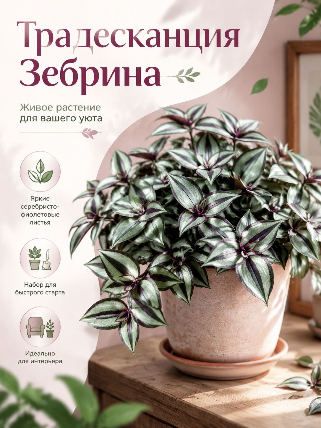 Традесканция Зебрина (Tradescantia zebrina), набор для выращивания, живое растение на разведение 1-3 черенка с 2-5 листьями в зависимости от размера, живой цветок