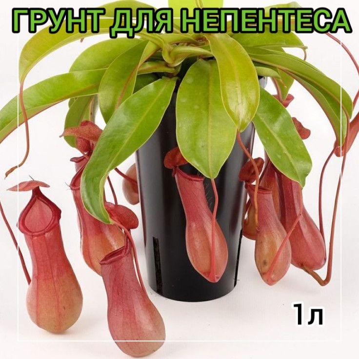 Грунт для непентоса 1л