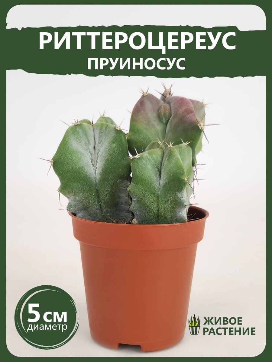 Риттероцереус Пруиносус кактус живой, D-5