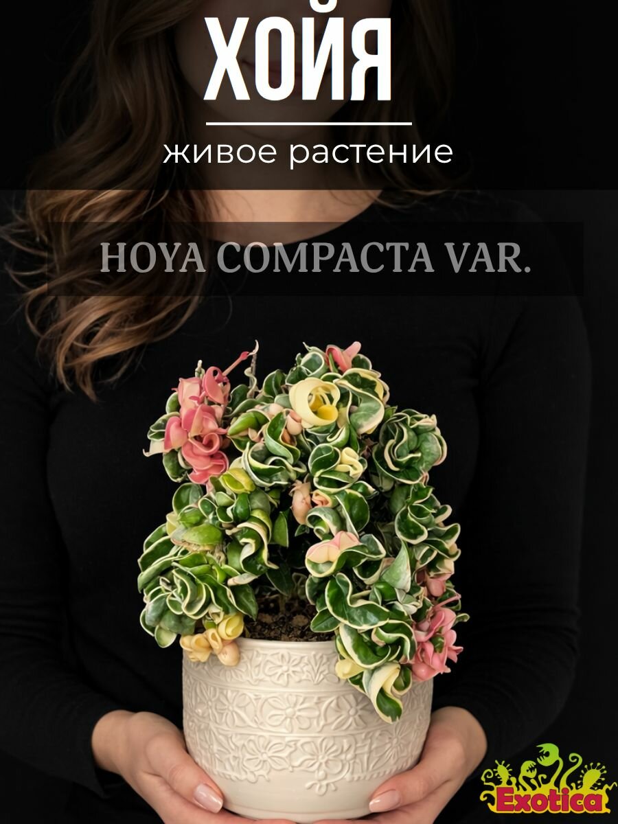 Хойя Карноза Компакта Вариегатная (Hoya Carnosa Compacta Variegata) D6см, живой цветок