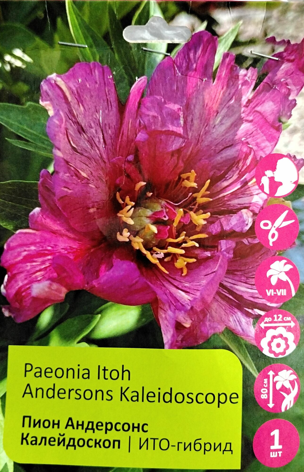 "Пион Андерсон Калейдоскоп" ИТО-гибрид Корневище