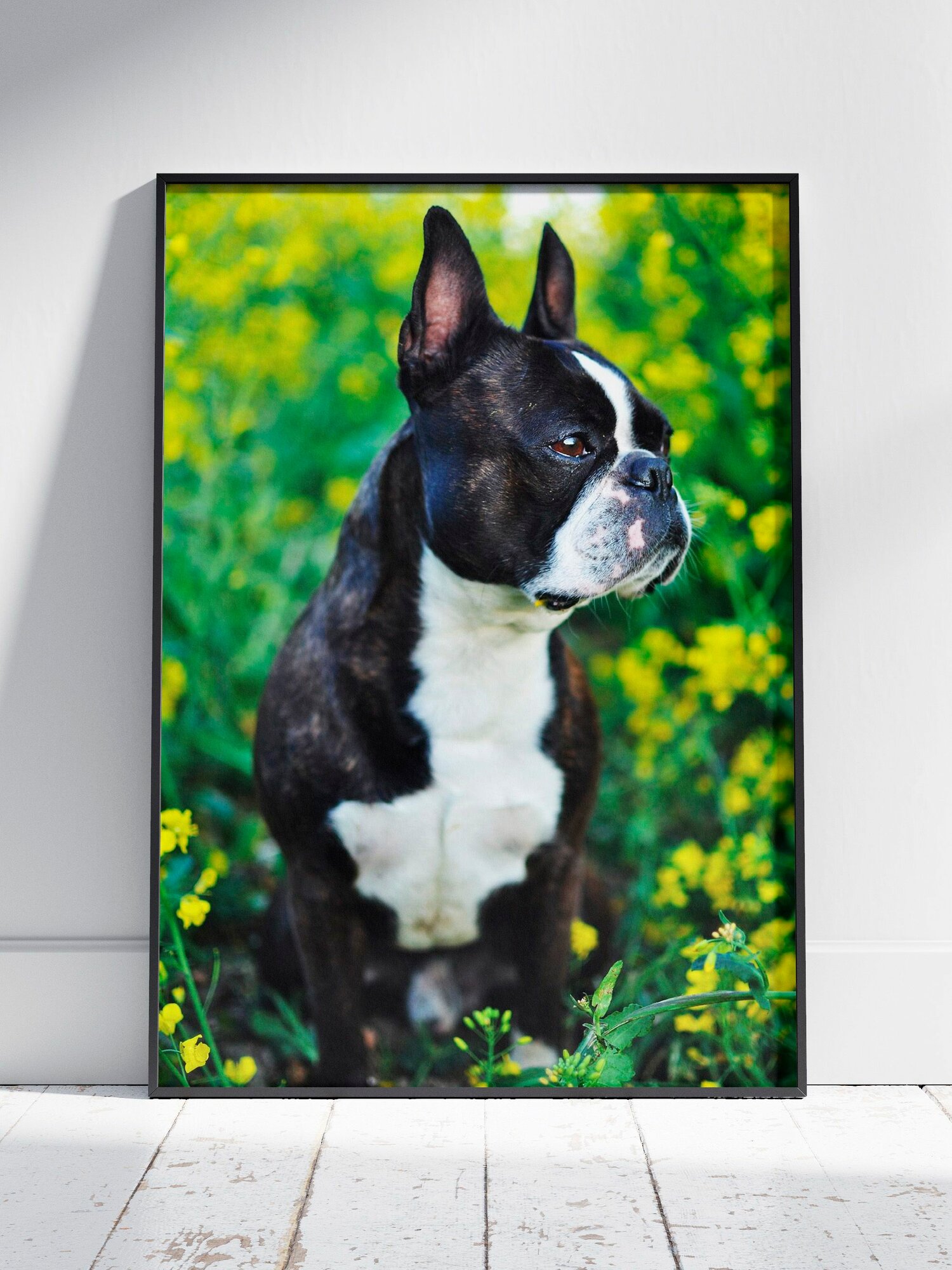 Плакат на стену для интерьера Собака (Бостон Терьер 1) - Постер по питомцу формата A4 (21x30 см)
