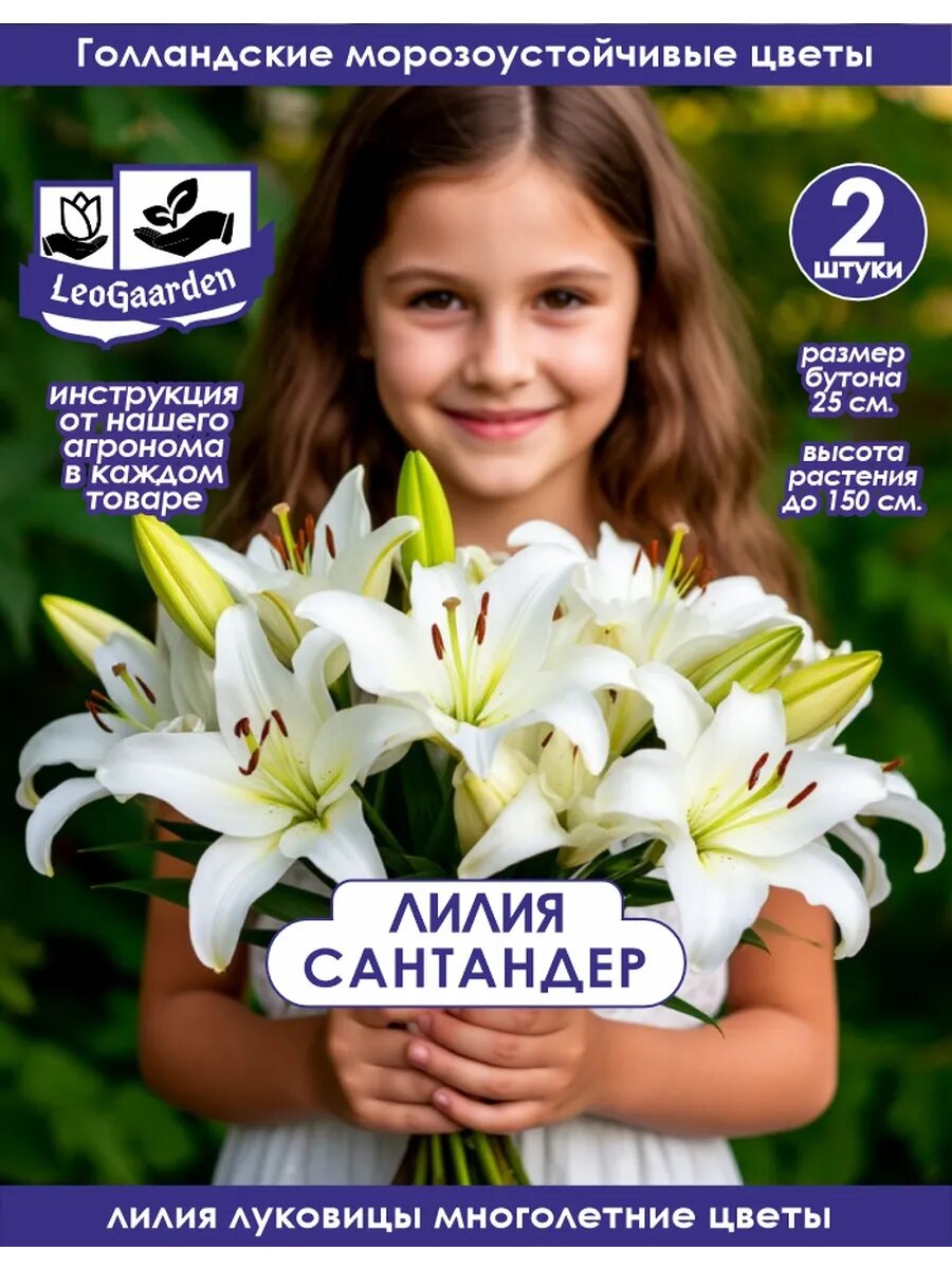 Лилия Луковица, Сантандер, 2 шт