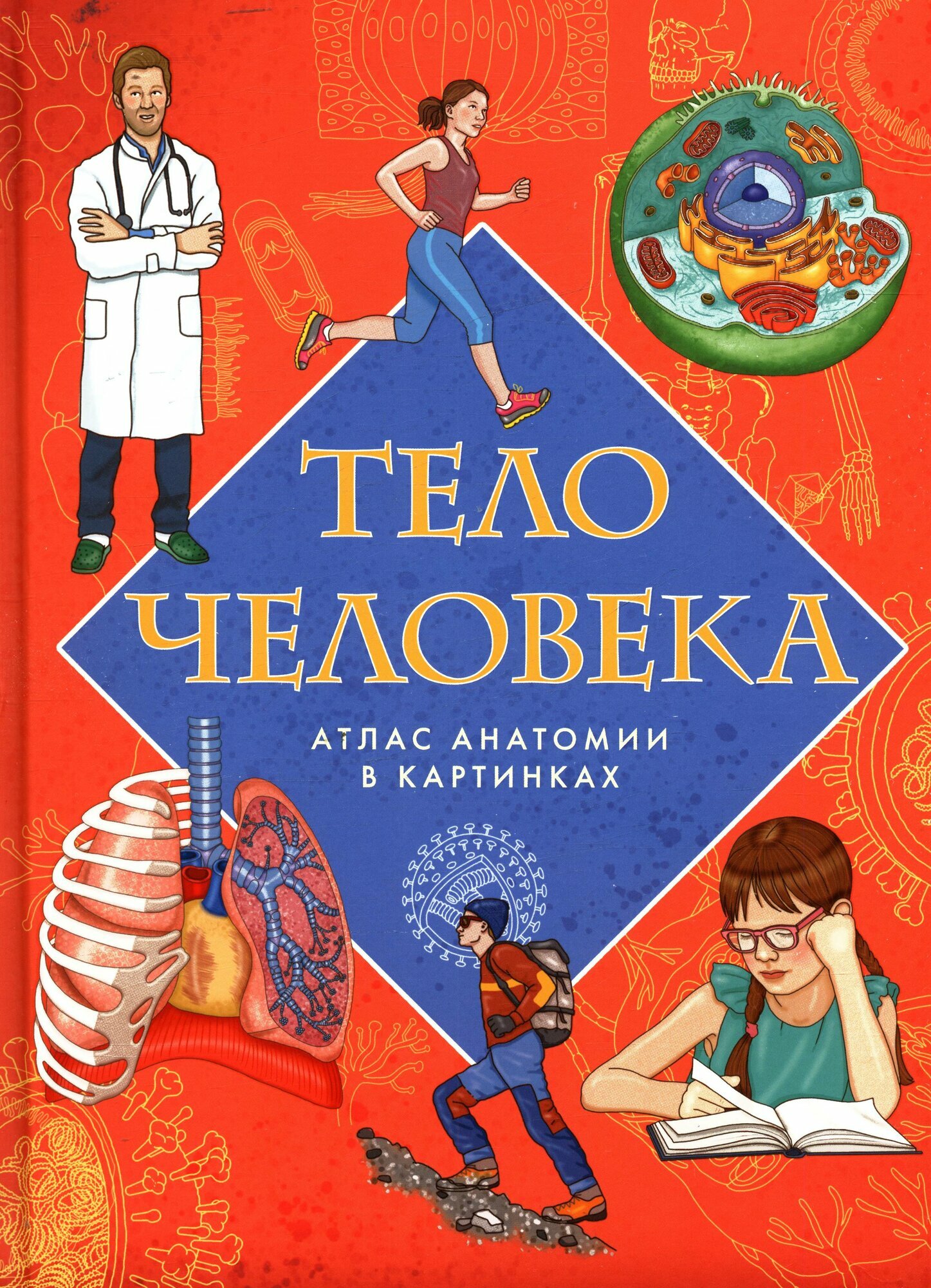 Барсотти Элеонора: Тело человека. Атлас анатомии в картинках