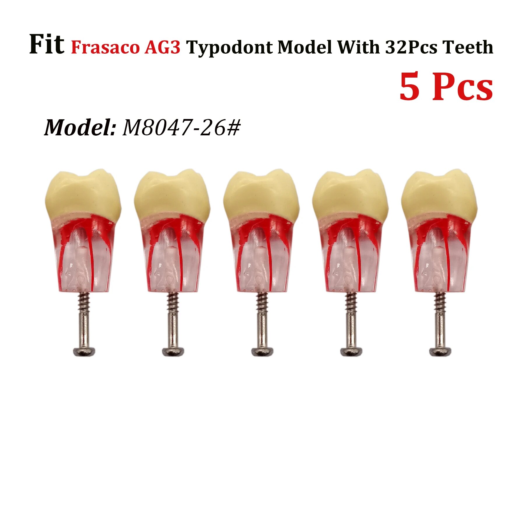 5 шт. Модели зубов Frasaco AG3 M8047-26#